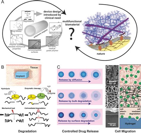 A The Extracellular Matrix Ecm Is The Natural And Self Produced Download Scientific Diagram