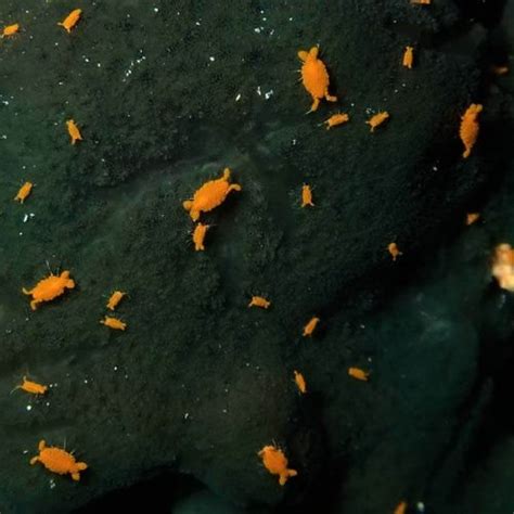 Sponge Isopod Moalboal Reef Species