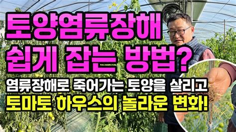 토양염류장해 쉽게 잡는 방법 토마토하우스의 놀라운 변화 Youtube