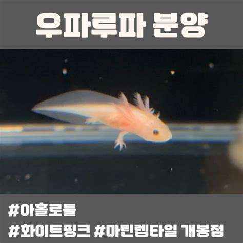 화이트 핑크 우파루파 아홀로틀 분양 서울 구로 파충류샵 마린렙타일 개봉점 네이버 블로그