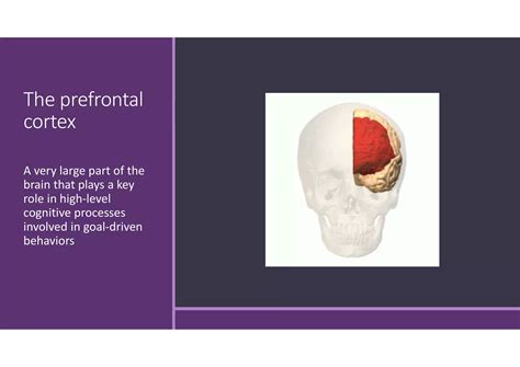 Prefrontal Cortex And Decision Making The Modular And Circuit Based