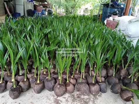 พันธุ์มะพร้าวน้ำหอม พันธุ์ต้นเตี้ย ก้นจีบ น้ำหอมหวานใบเตย ใช้เวลาปลูก 2 5 3 ปี เริ่มติดจั่น ให้