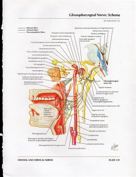 Facial Nerve Anatomy Netter