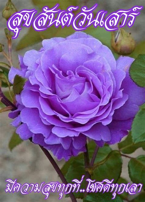 วันเสาร์ ดอกไม้สวย ดอกไม้สีม่วง กุหลาบเลื้อย