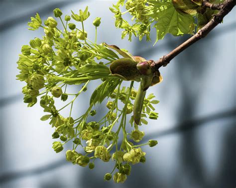 Maple Tree Flower