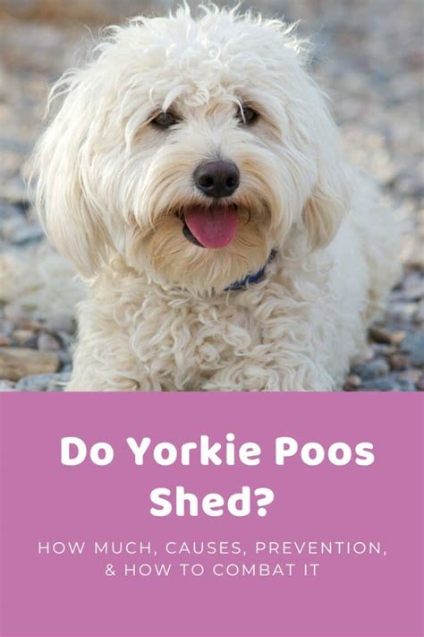 Do Shih Poos Shed How Much Causes Prevention And How To Combat It