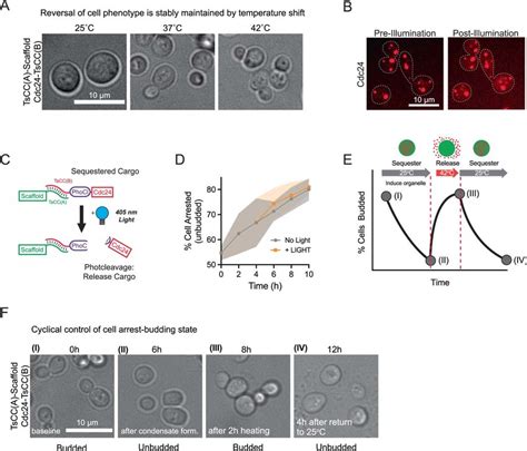 Reversible Control Of Cell Proliferation Arrest State A Representative