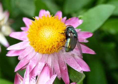 Fly Pollination
