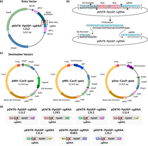 A A Plasmid Map Of The Entry Vector Containing The U6 Promoter To