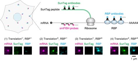 Laboratory Of Mrna Translation Iqb The University Of Tokyo