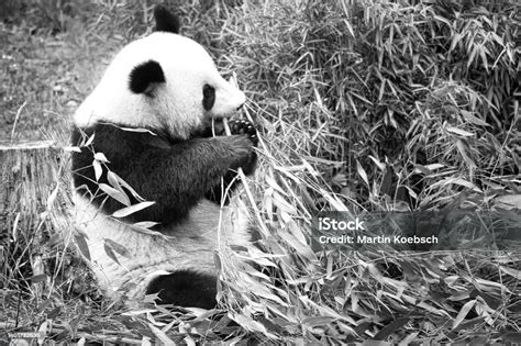 검은 색과 흰색의 큰 팬더 대나무를 먹고 앉아있다 멸종 위기에 처한 종 0명에 대한 스톡 사진 및 기타 이미지 0명 검은색 곰 Istock