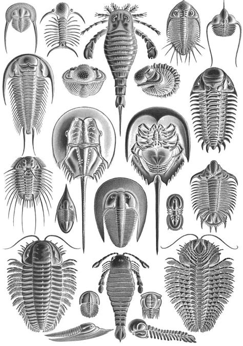 Pin på Invertebrates