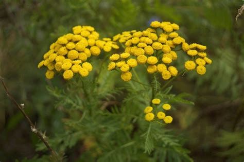Пижма обыкновенная (Tanacetum vulgare L.) - лекарственное, чайное ...