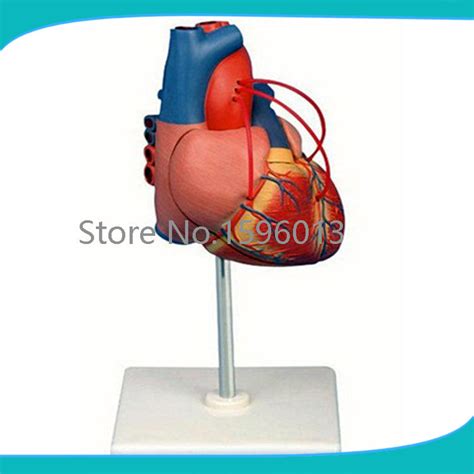 Human Heart Bypass Model Heart Bypass Surgery Anatomical Model