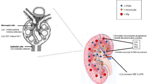 Bioactions Of Lipoxins Resolvins And Protectins During Resolution Of Download Scientific