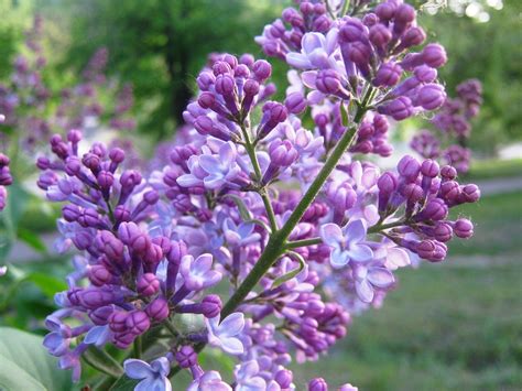 無料の写真 花 ライラック 春 ブルーム 自然 Pixabayの無料画像 626183