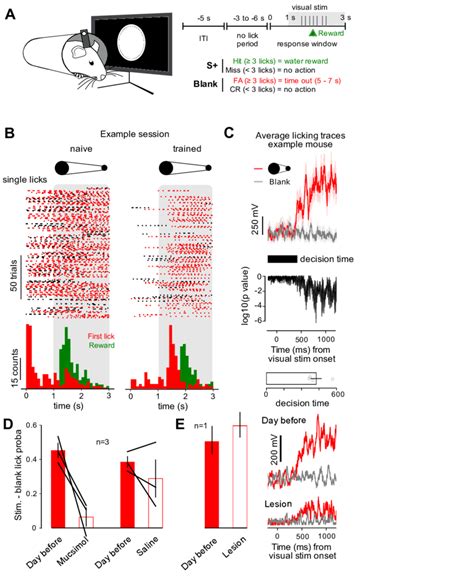 Visual Detection Involves Visual Cortex In Mice A Schematic Left