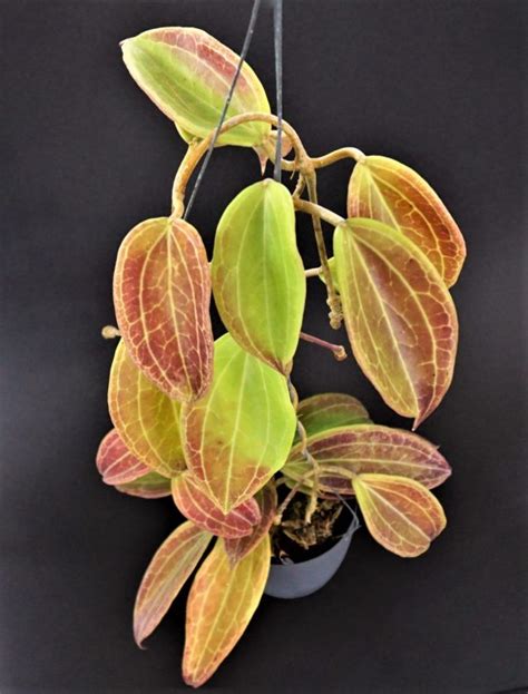 Hoya Merrillii Long Leaves Violetviol Plants Collection