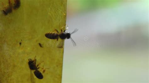 Wasps In Trap Struggle For Survival Stock Video Video Of Flight Swarm 307810353