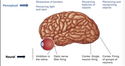 Chapter 3 Neural Processing Flashcards Quizlet