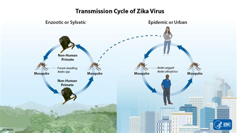 Zika Virus Cdc