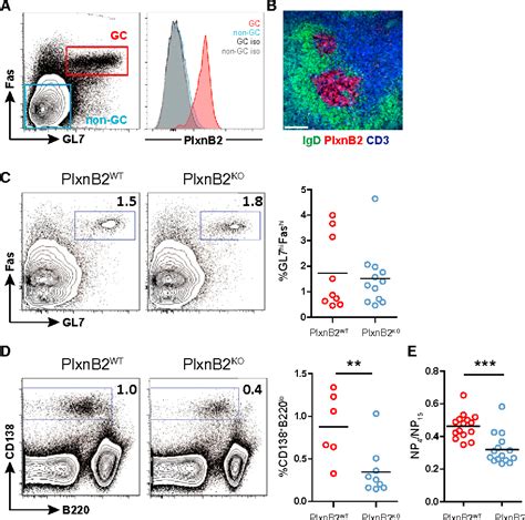Ameboidal Type Cell Migration Semantic Scholar