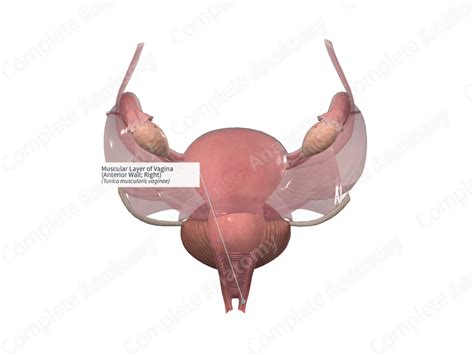 Muscular Layer Of Vagina Anterior Wall Right Complete Anatomy