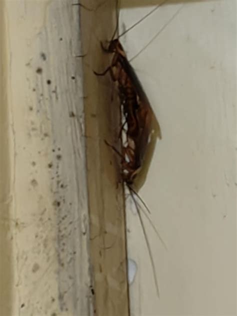 Even Cockroach Are Having Sex R Delhi