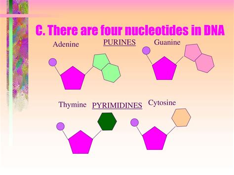 That Stands For Deoxyribonucleic Acid Ppt Download