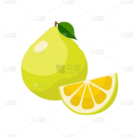 热带气候熟的绘画插图白色背景柑橘属柚子矢量鸡尾酒分离着色清新素材 花瓣网