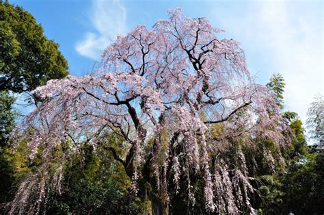 板倉町 頼母子のシダレザクラ 2017 毎日お疲れ05