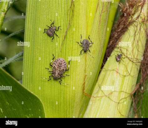 Cornfield Bugs At Lucas Cade Blog