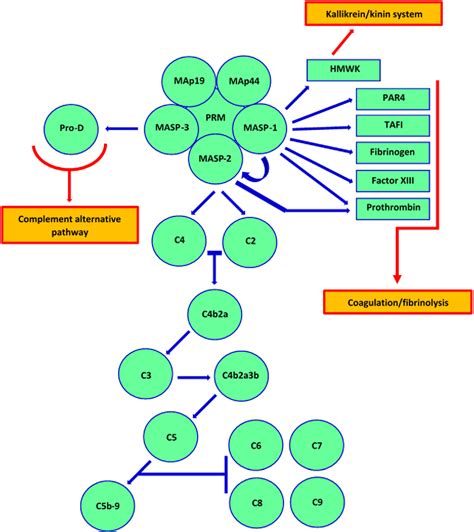 PDF Components Of The Lectin Pathway Of Complement In Solid Tumour Cancers Semantic Scholar