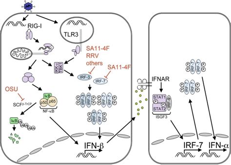 Summary Of Nsp1 Inhibition Of The Innate Immune Response Pathway