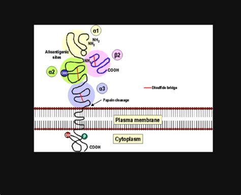 Major Histocompatibility Complex Flashcards Quizlet