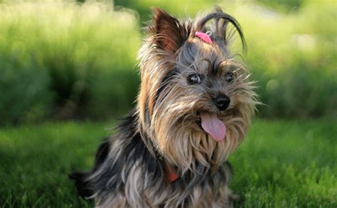 Cele mai drăguțe rase de câini ca animale de companie Tărâmul Animalelor