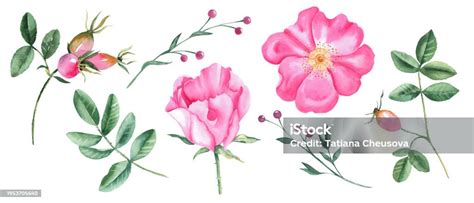 개 장미 꽃 잎 및 녹색 가지의 수채화 세트 와 분홍색 열매 와 백색 배경 고립된 와 식물 손으로 그린 그림입니다 개체 그룹에 대한 스톡 벡터 아트 및 기타 이미지 Istock