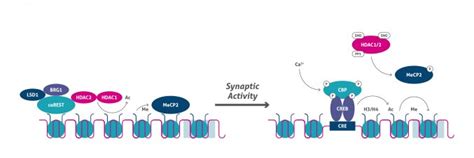脳機能におけるエピジェネティックな関与—ニューロエピジェネティクス Proteintech Group 抗体 And Elisaキット