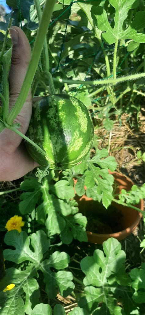 Got A Little Late Start Building Some Cedar Raised Beds But Theyre Kicking Butt Album On Imgur