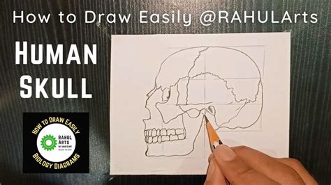 How To Draw A Human Skull Easy Step By Step Guide