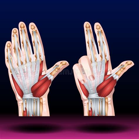 Anatomie Manuelle Muscles Structure Mouvement Des Os Illustration Stock