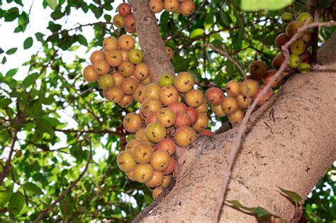 무화과 열매 무화과나무 열매 무화과 숲 열매 무화과 빨강 및 녹색 태국 과일 나무에 잘 익은 무화과 송이 0명에 대한 스톡 사진 및 기타 이미지 Istock