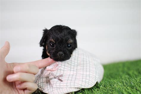 싸개싸개 무료강아지분양사이트