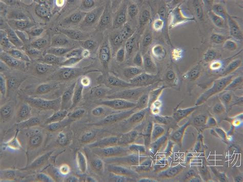 Ges 1人胃粘膜上皮细胞 企业官网