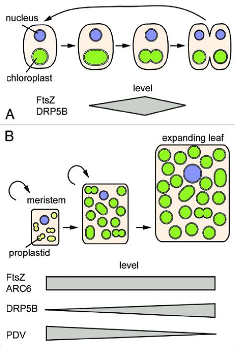 Regulation Of The Chloroplast Division In Algae And Land Plants A