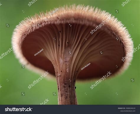 Basidiomycota Microscope