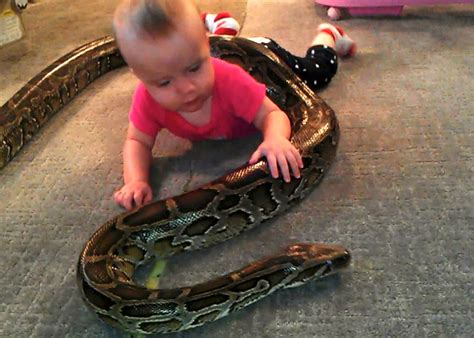 Look At The Baby Playing With Python