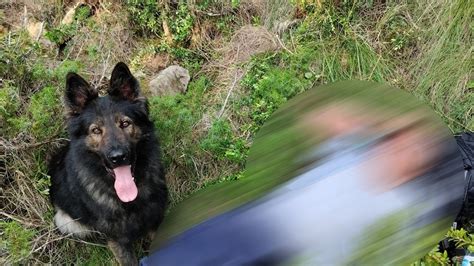 Un Perro De Rescate Halla Ileso A Un Hombre Que Había Desaparecido En