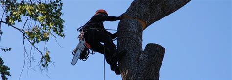 Tree Removal Affinity