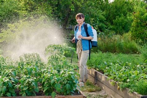 How To Get Rid Of Root Aphids Naturally And Effectively Lost Coast